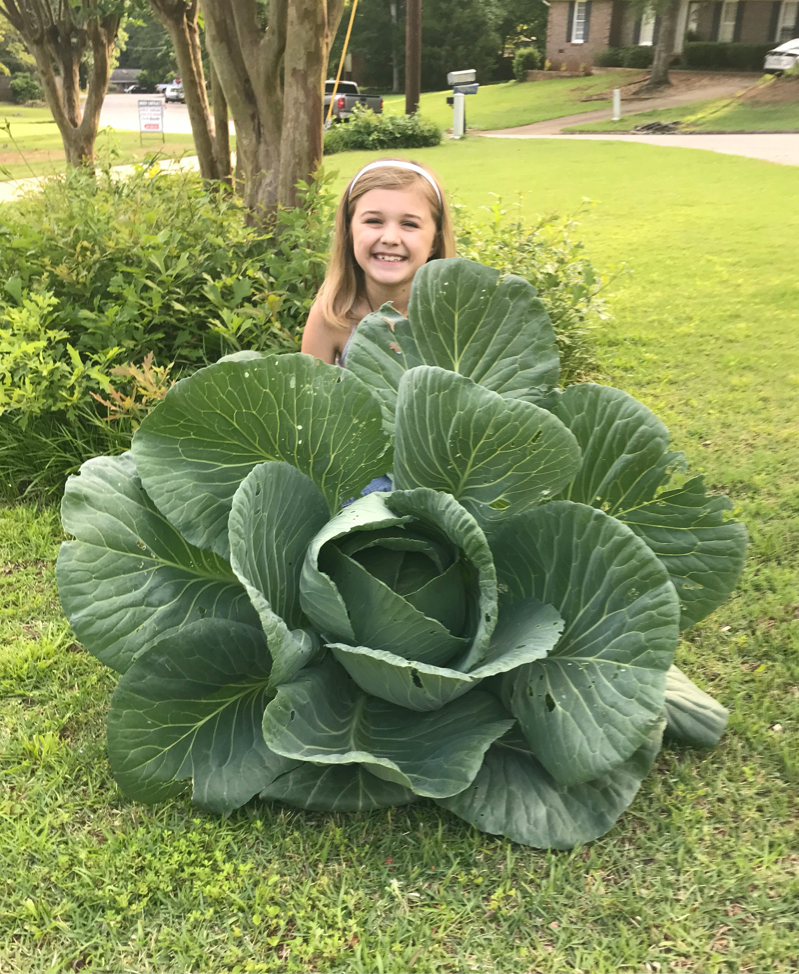 Bonnie 3rd Grade Cabbages – Bonnie Cabbage